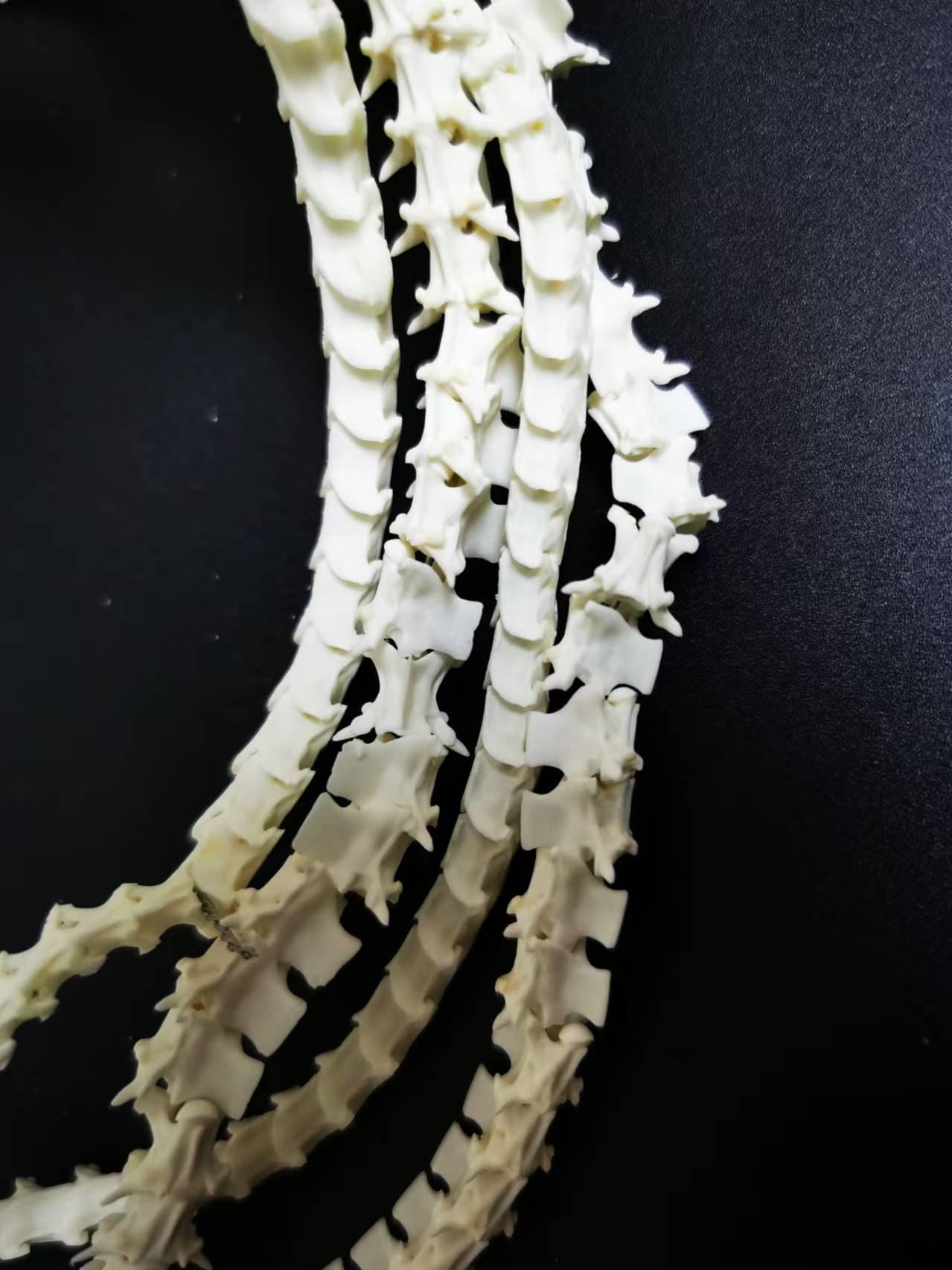100 Pieces Real Rattlesnake Vertebrae Beads | Natural Reptile Bones ...