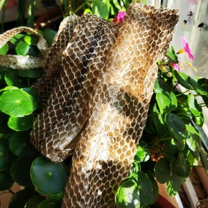 Authentic Boa Constrictor Snake Shed 59-78 In| Perfect for Art, Rituals ...