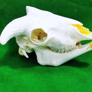 Sheep Skull | Taxidermy Skull | Real Skull | Animal Skull | Bleached ...