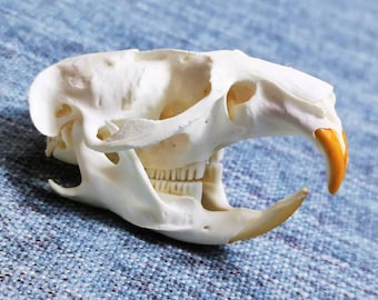 Brown Rat Skull (rattus Norvegicus) Genuine Skull. Rodent. Rat. Bones ...