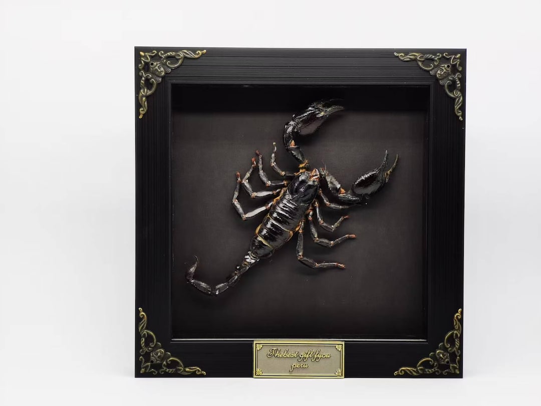 Authentic Black Scorpion Specimen – Natural Taxidermy Insect Collection ...