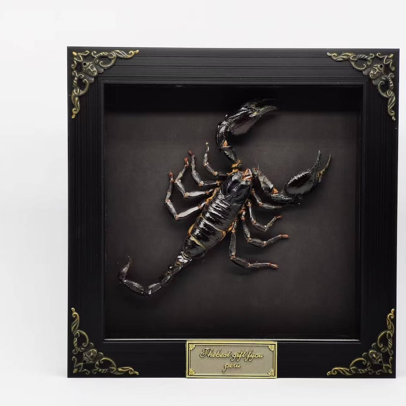 Myrmeleontidae 地牯牛 - Etsy Australia