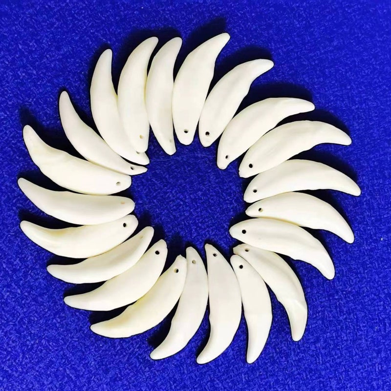 Canine Skull Real Bone - Etsy UK