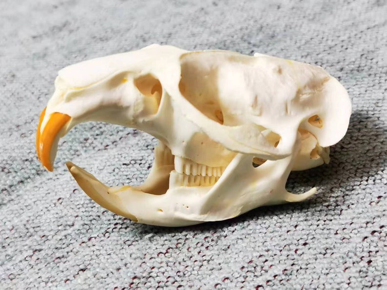 Genuine Cleaned and Bleached Fine Specimens of Beaver Rat Skulls. - Etsy UK