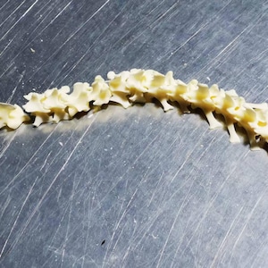 Complete Fox Vertebrae, 55cm Long, Natural Bone for Crafting ...