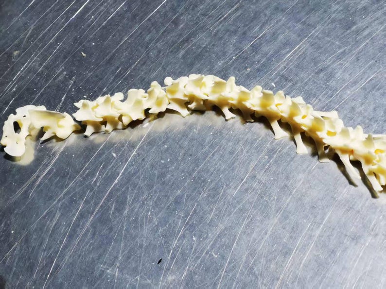 Complete Fox Vertebrae, 55cm Long, Natural Bone for Crafting ...