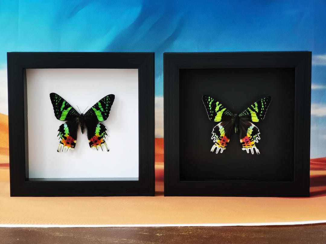 Ventral View Sunset Moth – Real Madagascan Chrysiridia Rhipheus ...