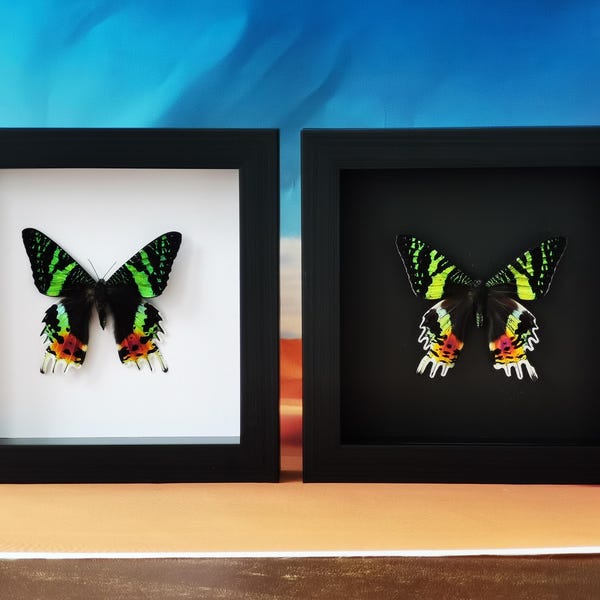 Madagascar Moth Frame - Etsy