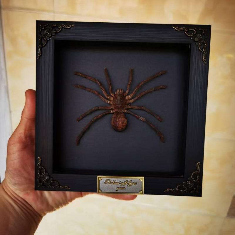 Insect Pinned Spider - Etsy