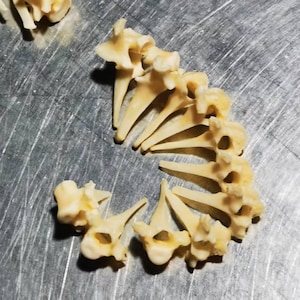 Complete Fox Vertebrae, 55cm Long, Natural Bone for Crafting ...