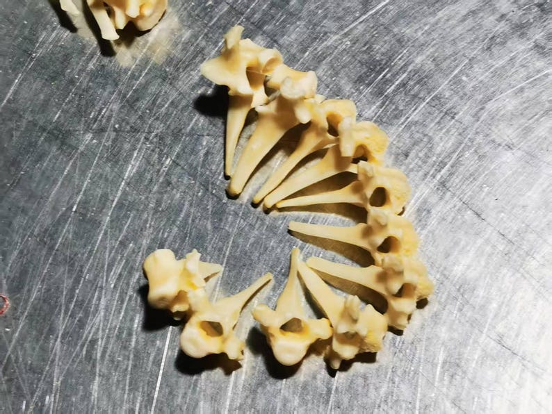 Complete Fox Vertebrae, 55cm Long, Natural Bone for Crafting ...