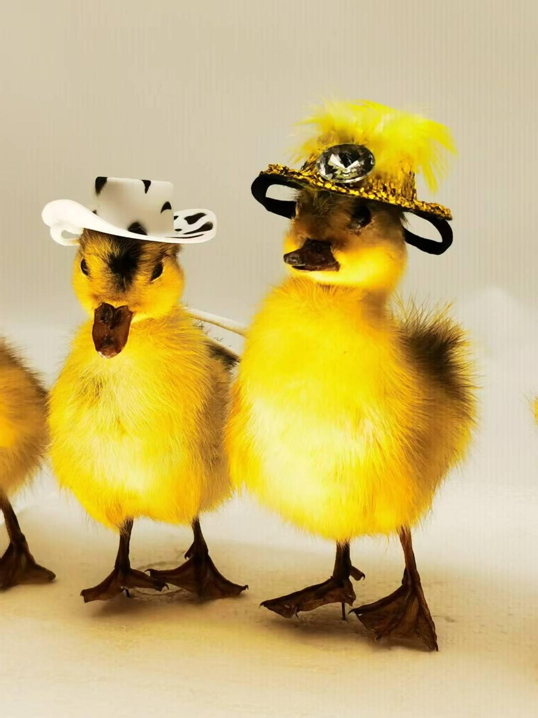 Cute Little Yellow Duck Specimen - Etsy