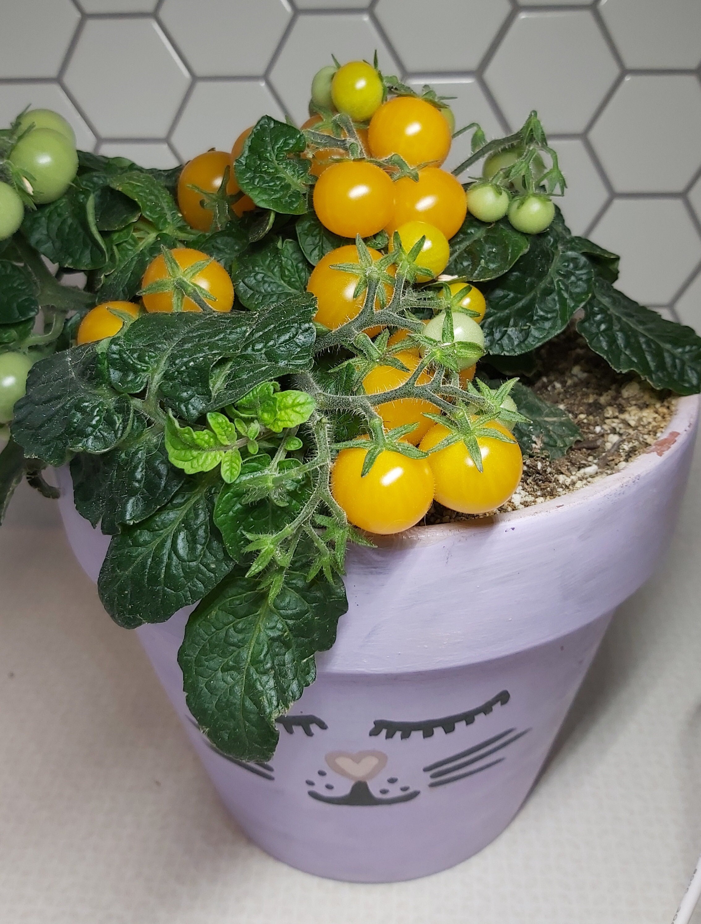 Microtomato Micro Dwarf Tomato Seeds Mini Tomato Minibel MicroDwarf ...