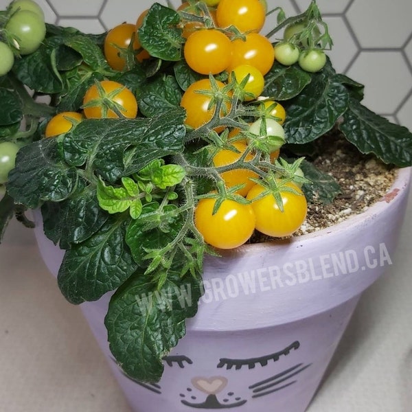 Heirloom Seeds - Etsy Canada