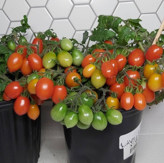 Microtomato Micro Dwarf Tomato Seeds Mini Tomato Minibel MicroDwarf ...