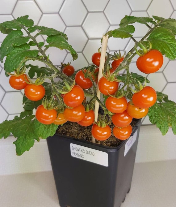 Seeds & Seed Bombs Home & Living Micro dwarf Micro tomatoes Marvelous ...