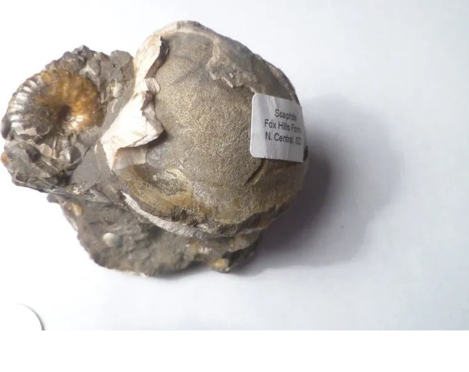 5 BABY Scaphites CLAM LOTS of Fossils! Ammonite Fossil South Dakota ...