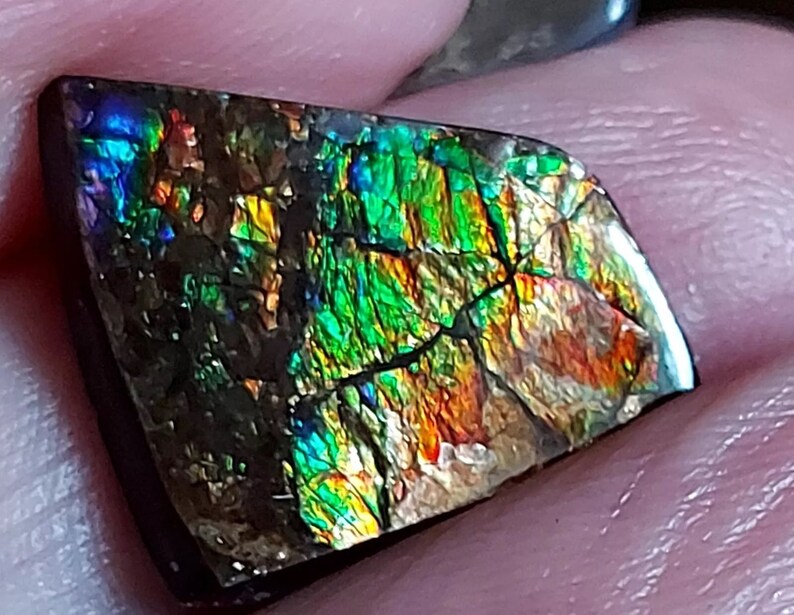 15x14x2mm Multi Color GENUINE Ammolite Gemstone Rough Canada Ammonite ...