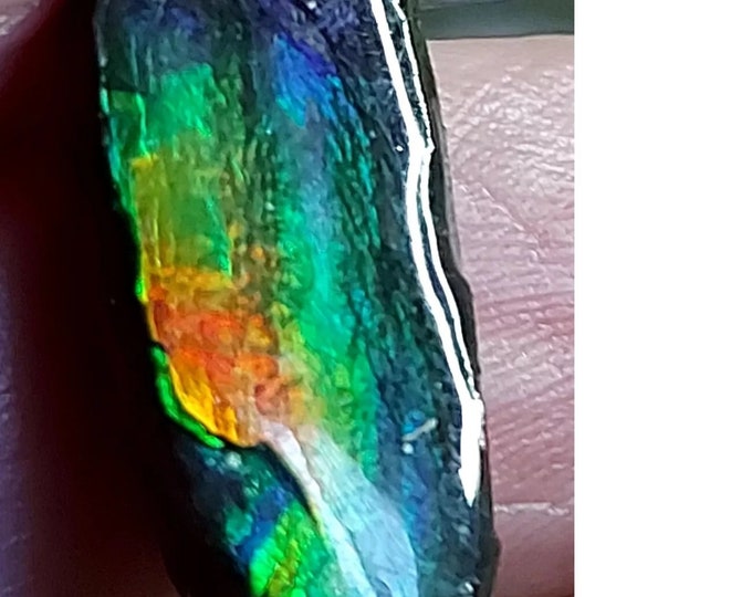 21x10x5mm Multi Color GENUINE Ammolite Gemstone Rough Canada Ammonite ...