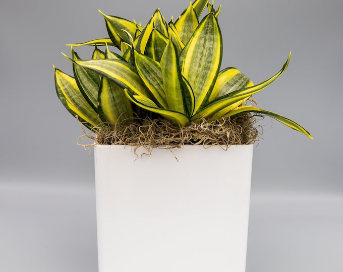Sansevieria Golden Hahnii Snake Plant Variegated Rare Houseplant for ...