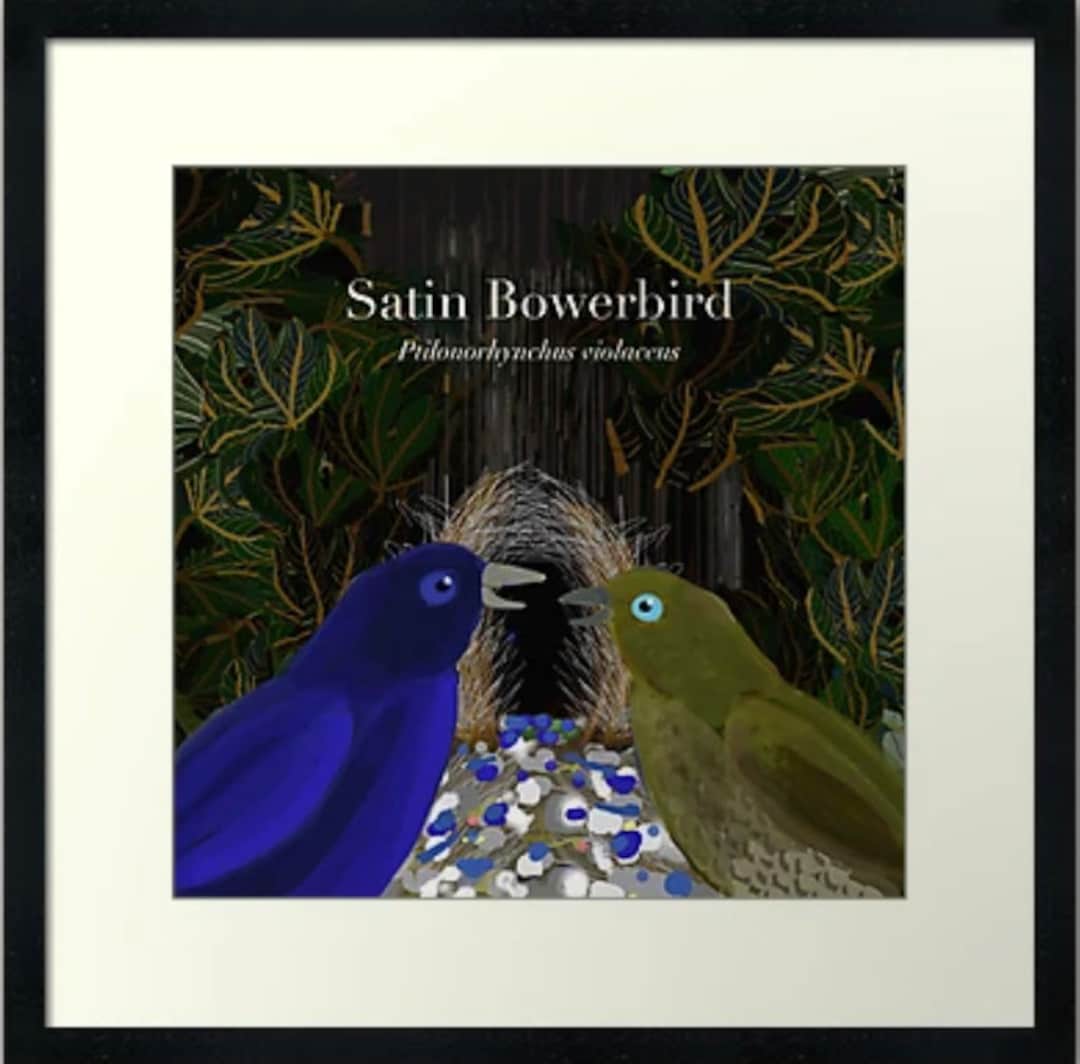 Bowerbirds Pairs Digital Pngs Download Limited 500 - Etsy