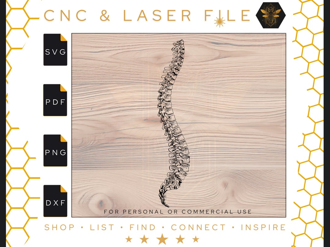 Detailed Spine SVG File | Detailed Spine | Anatomy Vector File ...