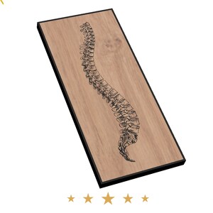 Detailed Spine SVG File | Detailed Spine | Anatomy Vector File ...