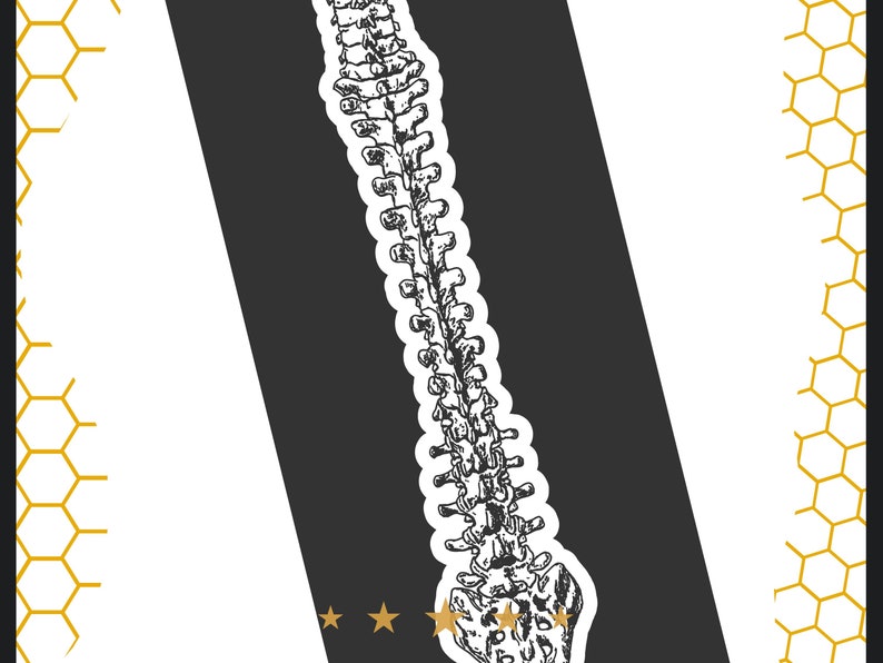 Detailed Spine SVG File | Detailed Spine | Anatomy Vector File ...