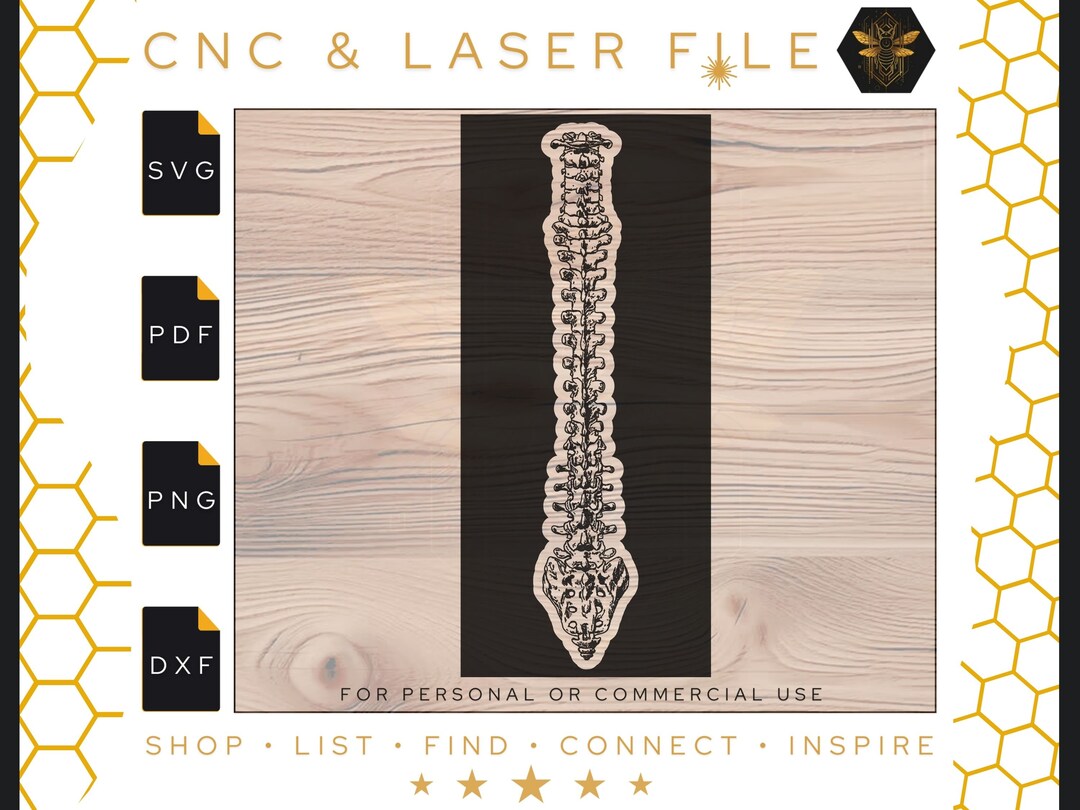 Detailed Spine SVG File | Detailed Spine | Anatomy Vector File ...