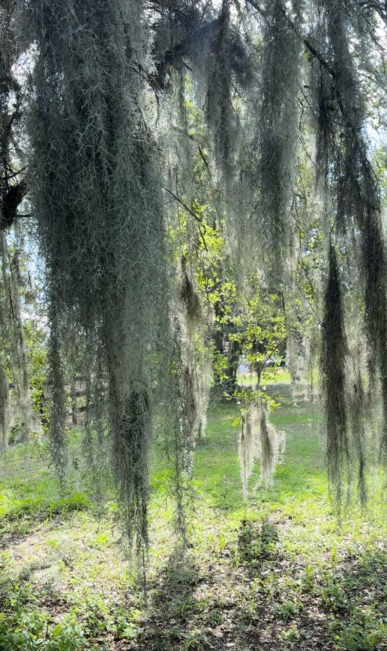 Florida Spanish Moss - Etsy