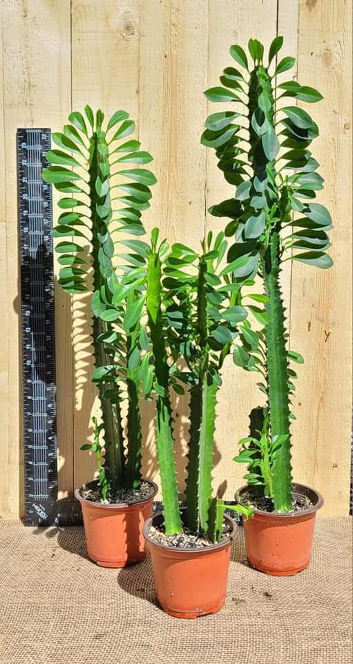 African Milk Cactus (euphorbia) Cuttings. Cathedral Cactus These Grow ...