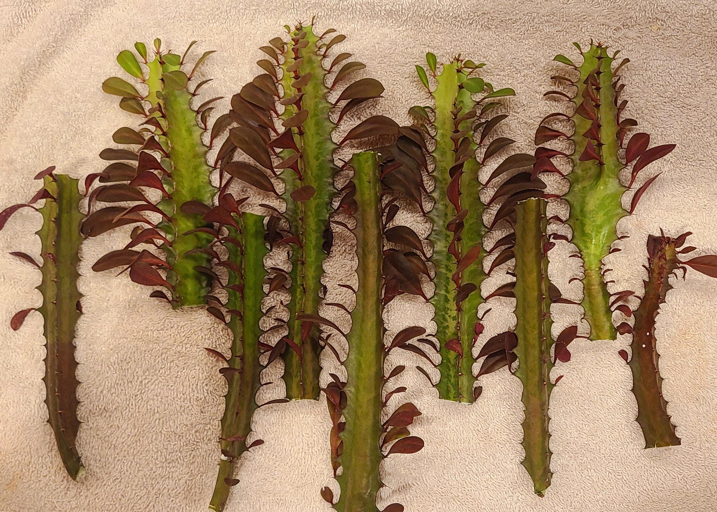 African Milk Cactus (euphorbia) Cuttings. Cathedral Cactus These Grow ...
