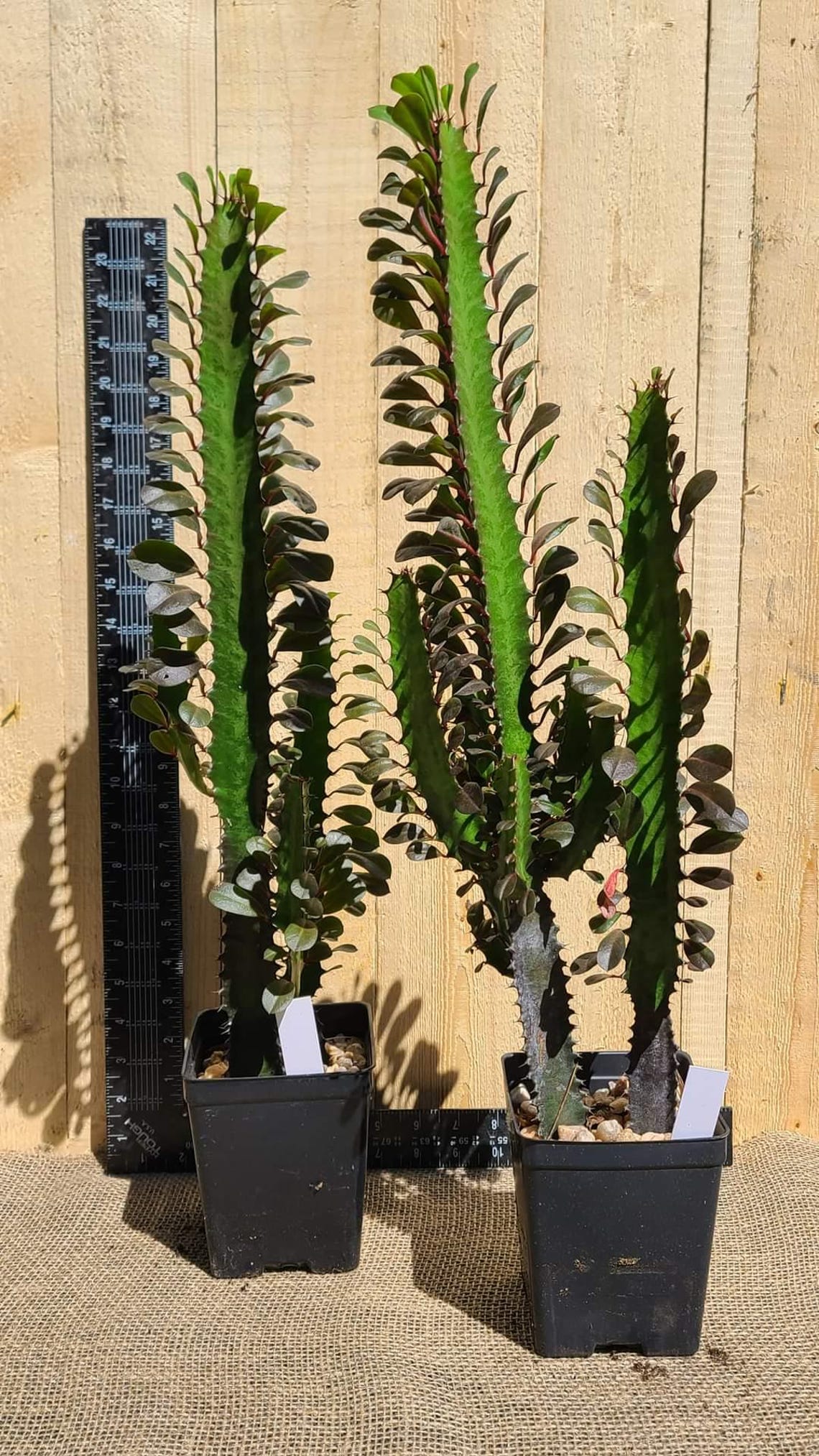 African Milk Cactus (euphorbia) Cuttings. Cathedral Cactus These Grow ...