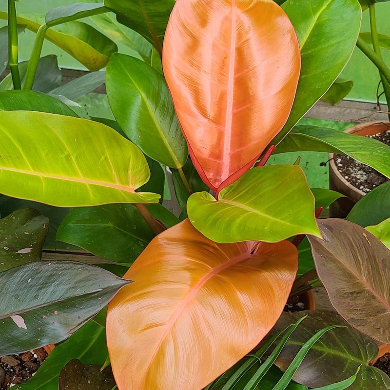 Prince of Orange Philodendron - Etsy