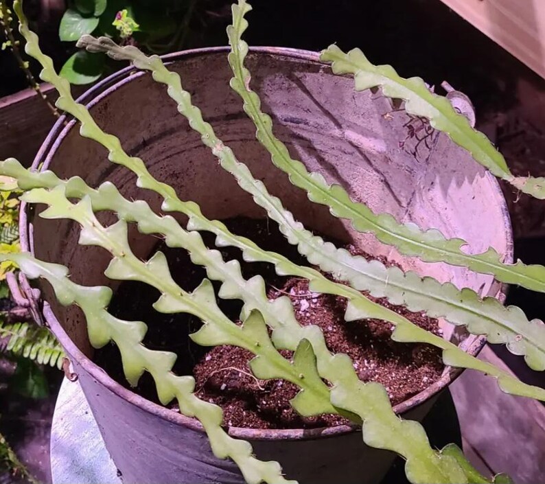 FISHBONE CACTUS 2 Cuttings - Etsy