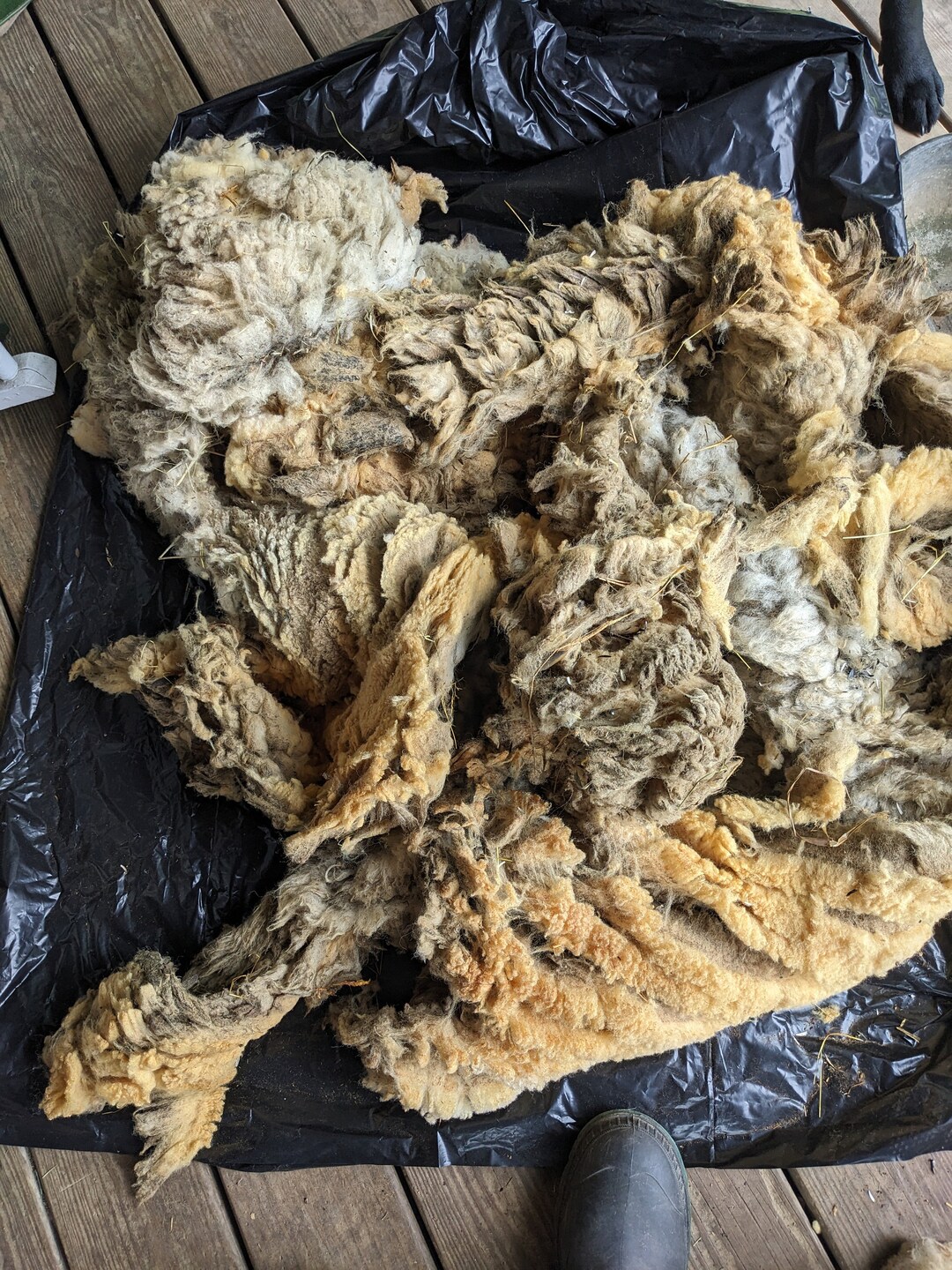 7 Pound Raw Unprocessed Sheep Wool Fleece - Etsy