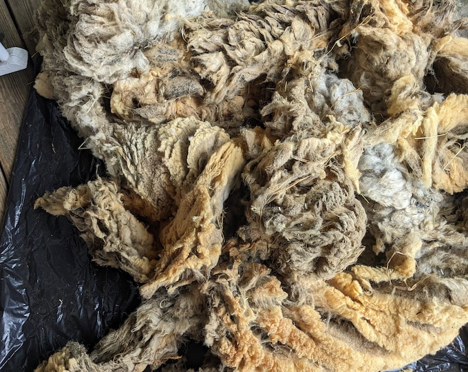 7+ Pound Raw Unprocessed Sheep Wool Fleece - Etsy