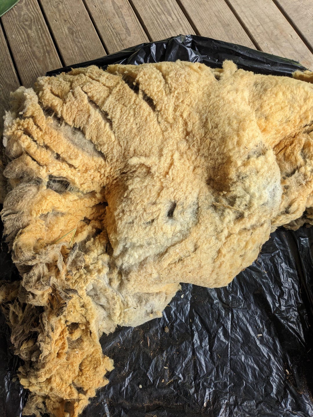 8 Pound Raw Unprocessed Sheep Wool Fleece, - Etsy