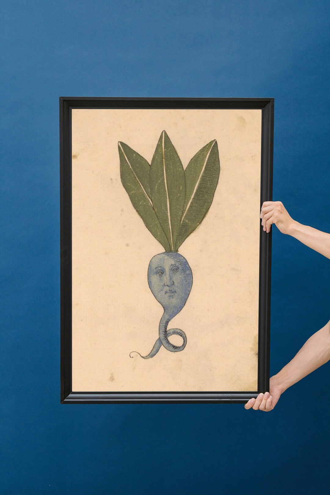 Blue Radish - Kitchen Decor - Vegetable Poster - Botanical Print ...