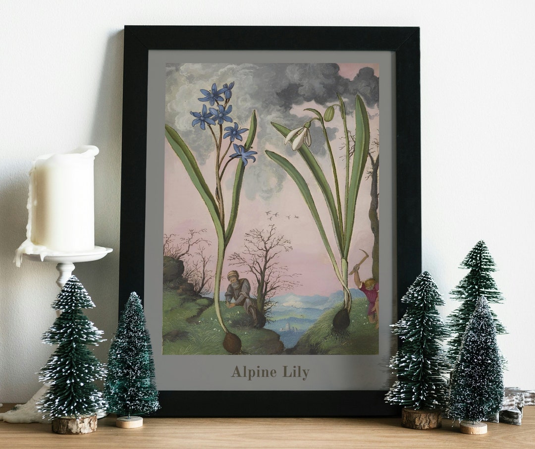 Alpine Lily Floral Decor Bulbs botanical Print Vintage Home Decor ...