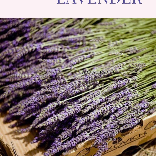 Lavender Decor - Etsy