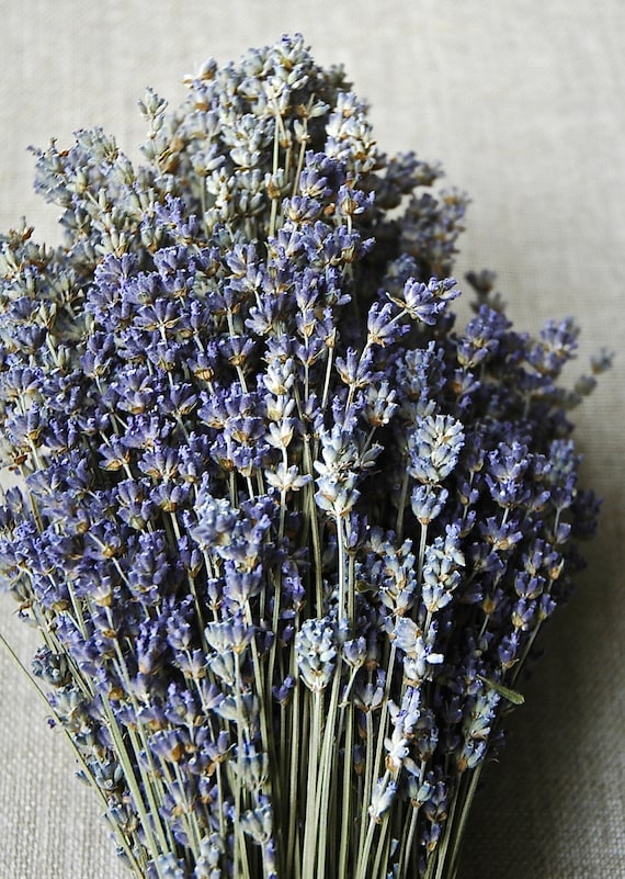 750 STEMS de lavanda inglesa seca tallos de lavanda a granel - Etsy España