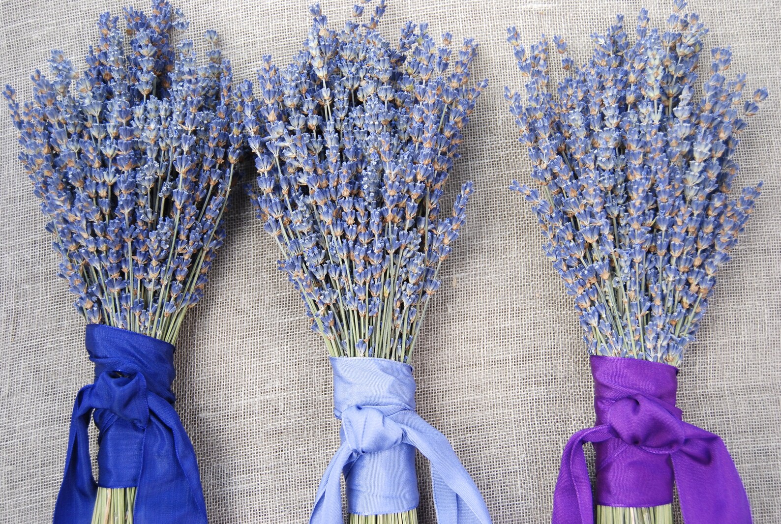 3 Fancy English Lavender Bouquets With Hand Tied Ribbon in a - Etsy