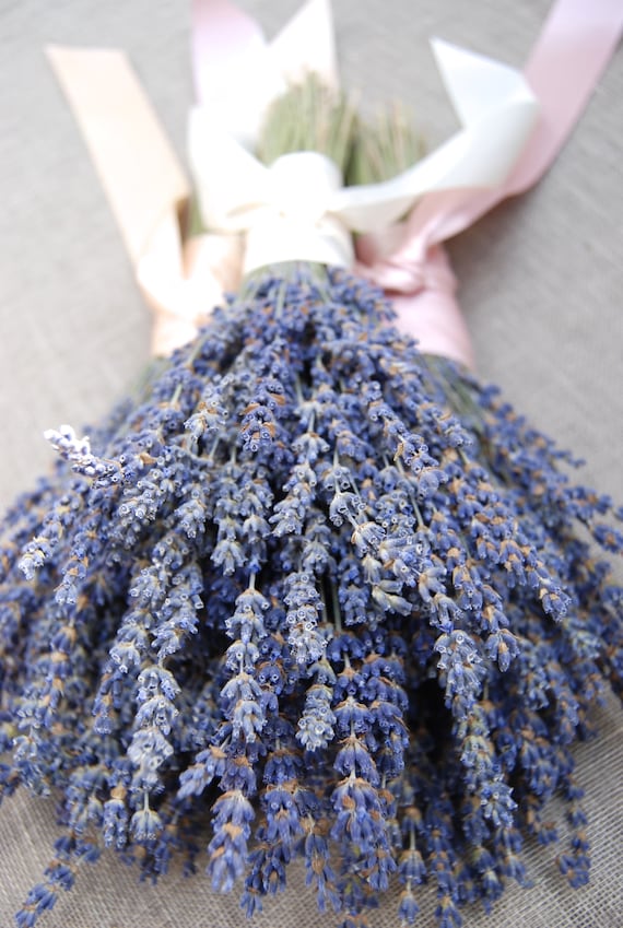 3 Fancy English Lavender Bouquets With Hand Tied Ribbon in a | Etsy