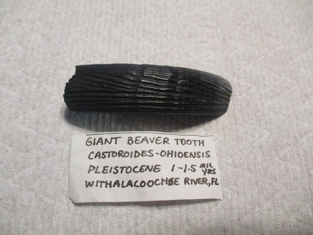 Giant Beaver Tooth From Florida - Etsy
