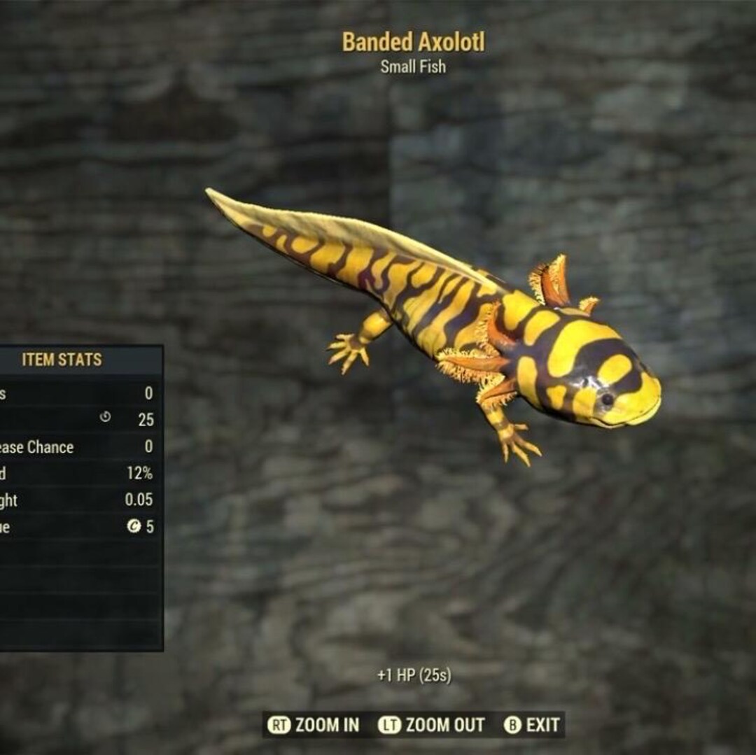 Banded Axolotl - Xbox - Rare June Fish - Etsy