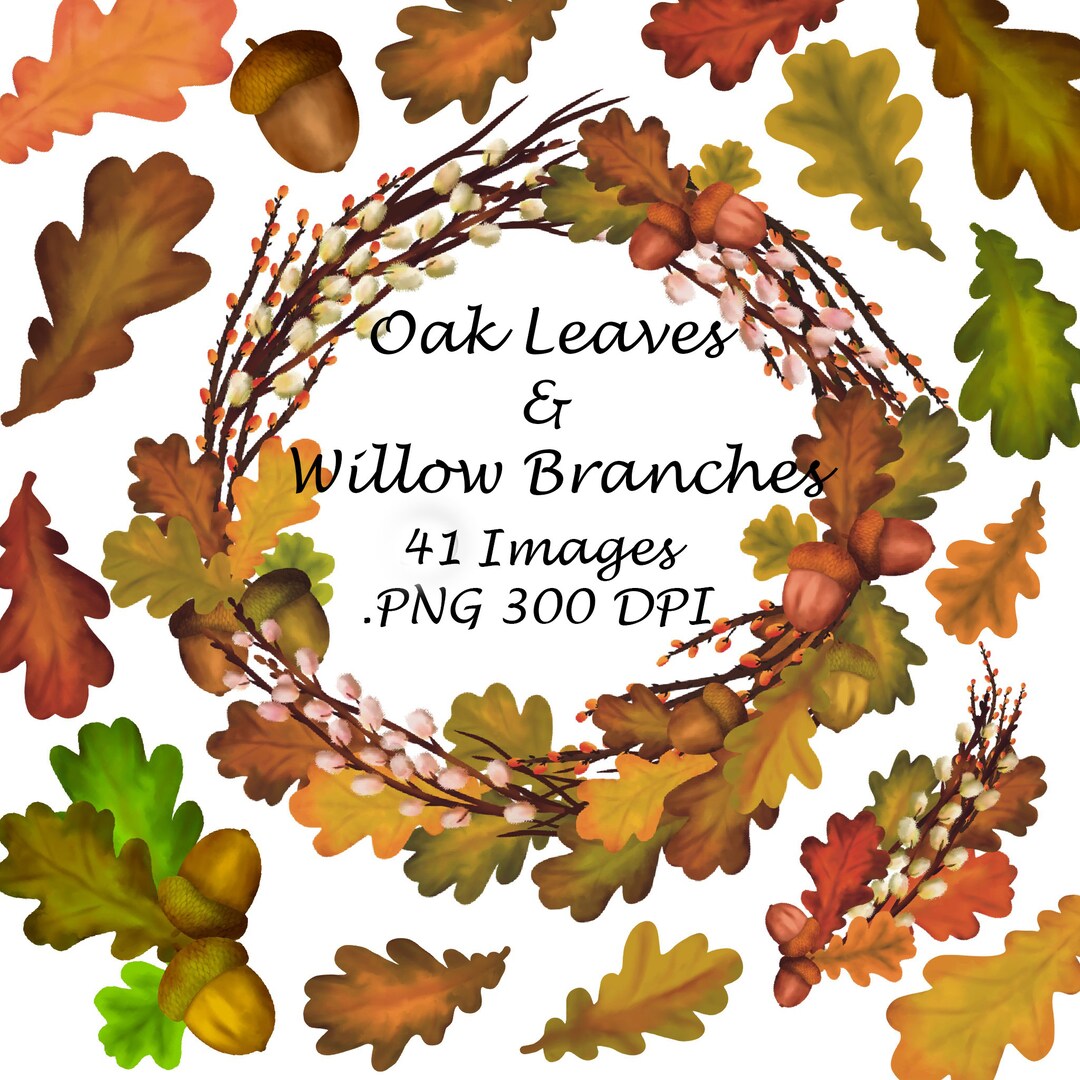 Oak Leaves Willow Acorns Fall Clipart PNG Botanical - Etsy