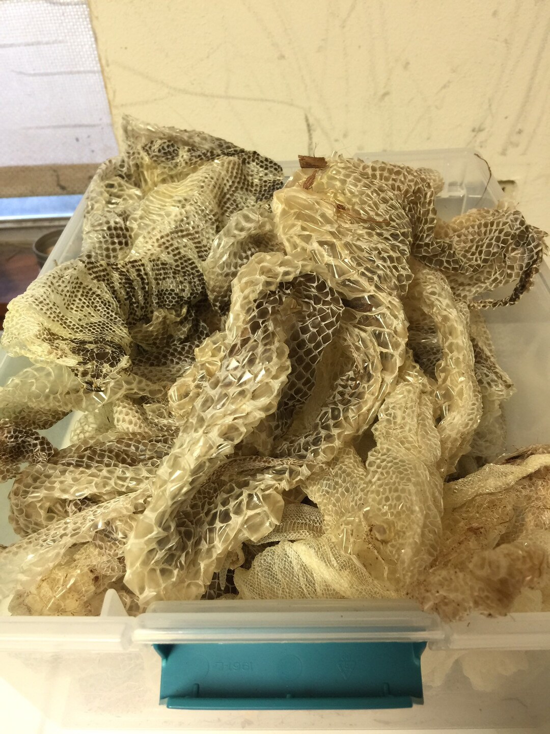 Real Shed Snake Skin Snake Skin Slough FREE Shipping Craft Supply Magic ...