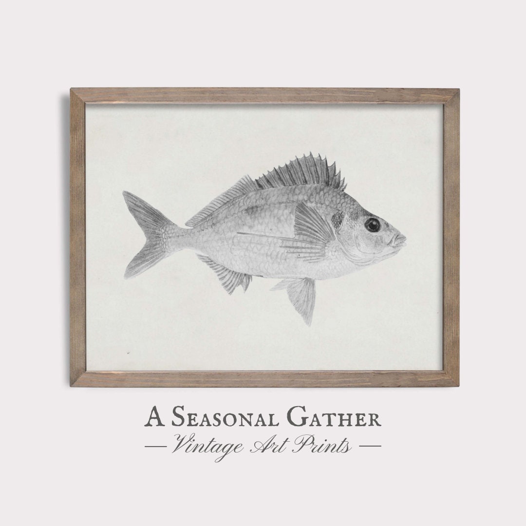 Printable Perch Fish Nautical Painting, Instant Download Wall Art ...