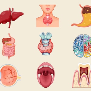 4000 + Biology Digital Stickers, Pre-cropped Human Body Stickers ...